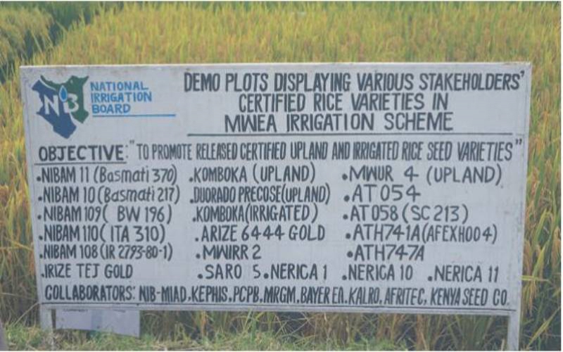New non-irrigated rice variety ready for Mwea - FarmKenya Initiative