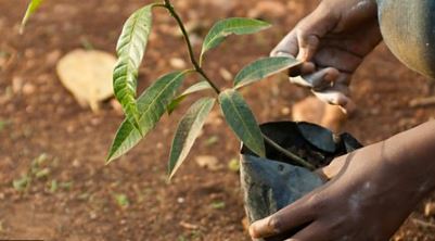 Farmers launch tree planting exercise to mitigate climate change ...