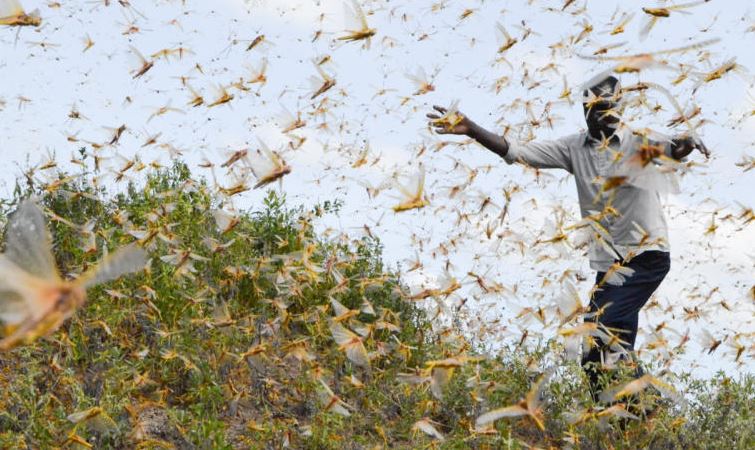 More worry for Kitui farmers as LOCUST eggs hatch into millions of ...