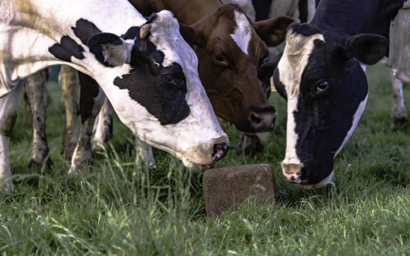 Herd health management and prevention of infectious diseases ...