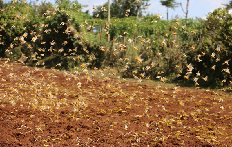 Kenya staring at second wave of locusts invasion - FarmKenya Initiative