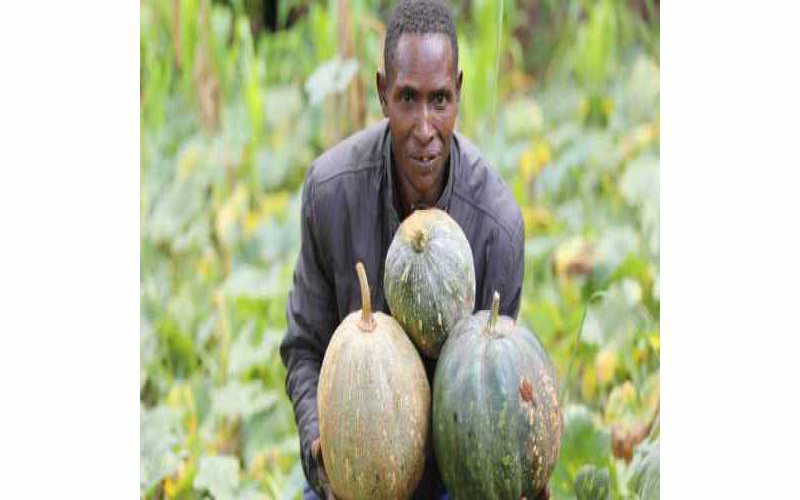 How to grow super pumpkins - FarmKenya Initiative