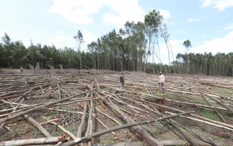 The poor tree millionaires with no cash. - FarmKenya Initiative