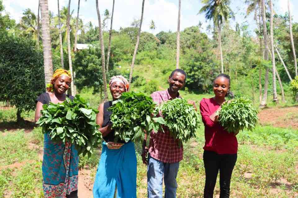 Kilifi County achieves significant milestones in agriculture: A new ...