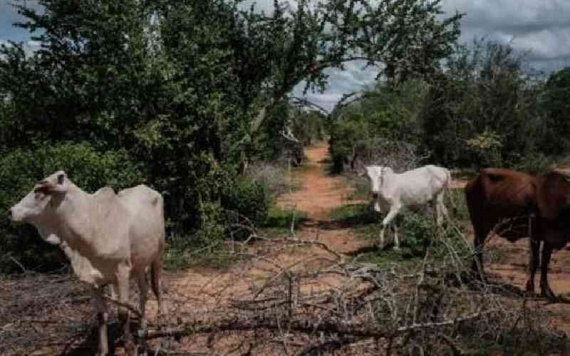 Birth of nature havens: Tsavo ranchers embrace coexistence - The Standard