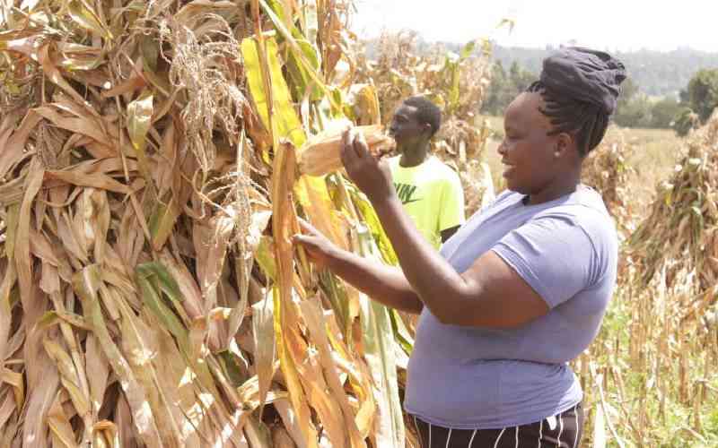 Teacher builds maize dryer that can store over 150 bags for one year ...