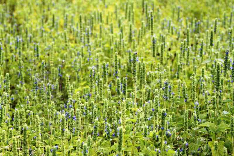 Chia: Basic steps to farming the high-value crop - The Standard Health